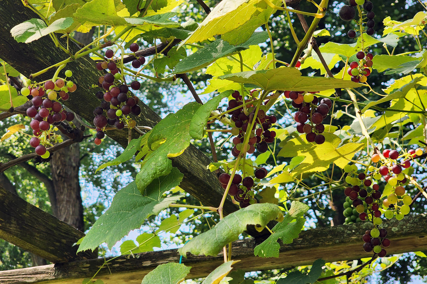Chesapeake Figs – grow something you can eat