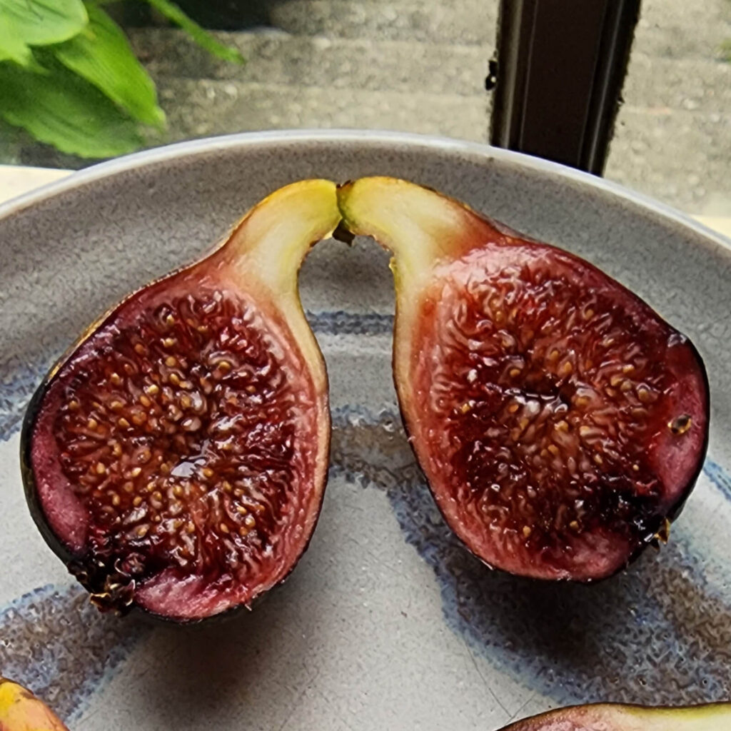 Figs – Chesapeake Figs