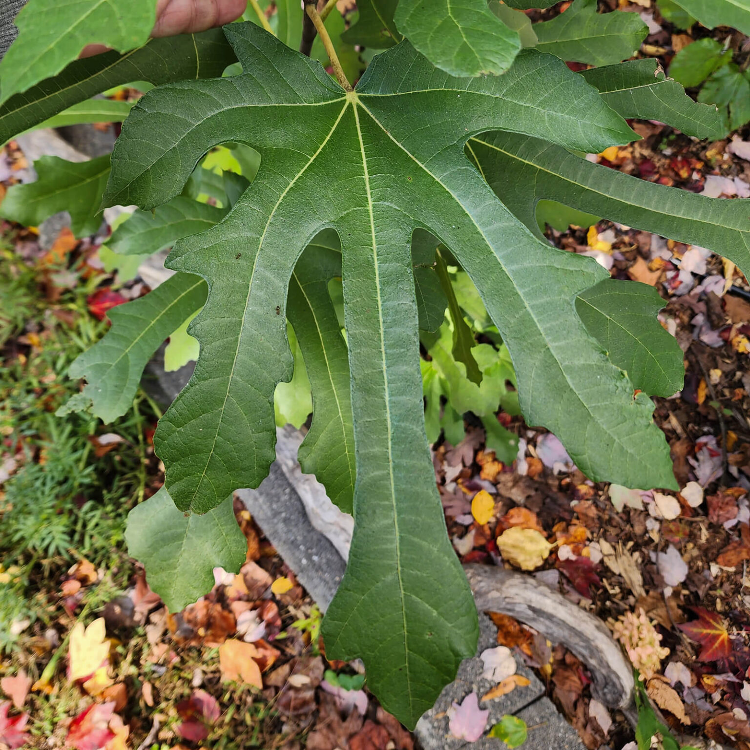 VDB (Violette de Bordeaux) – Chesapeake Figs