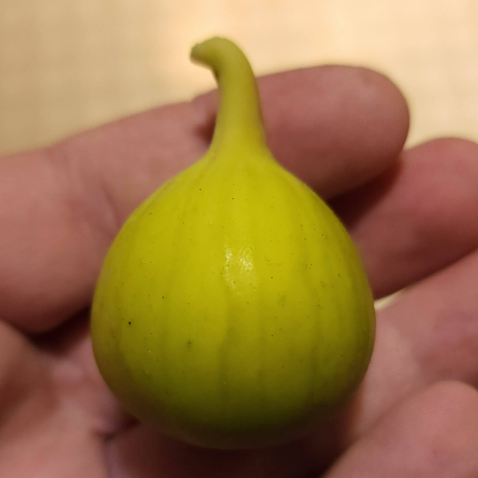 Robert’s Golden Rainbow – Chesapeake Figs