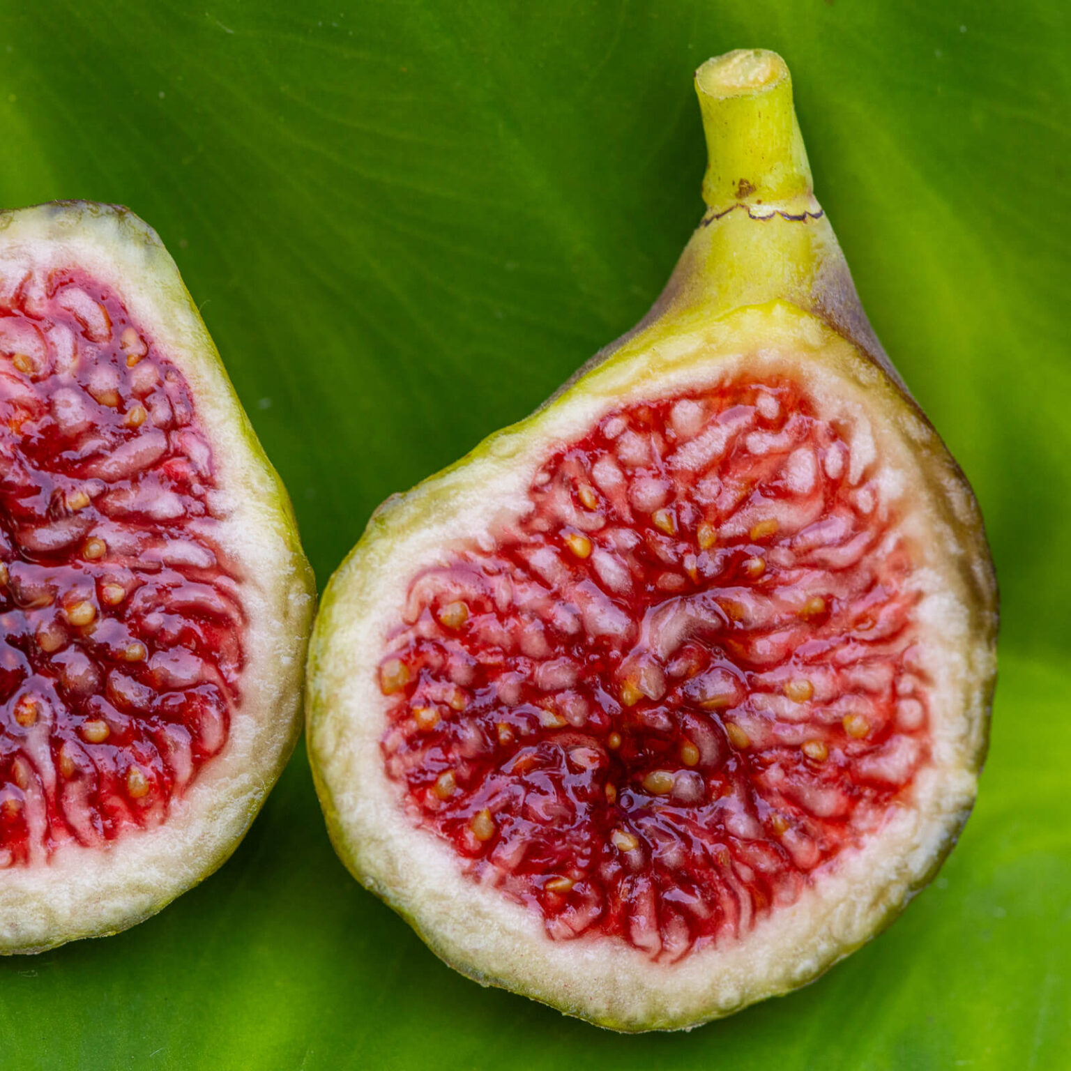 Fig Cuttings – Chesapeake Figs