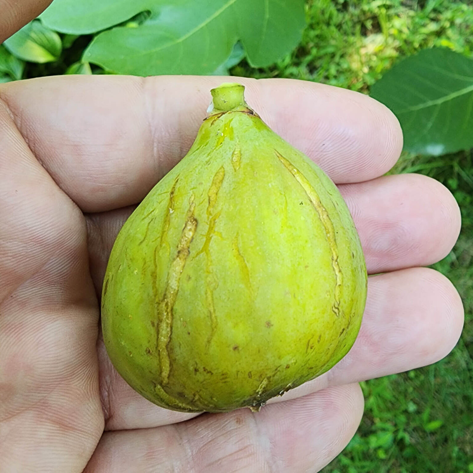 White Madeira #1 – Chesapeake Figs