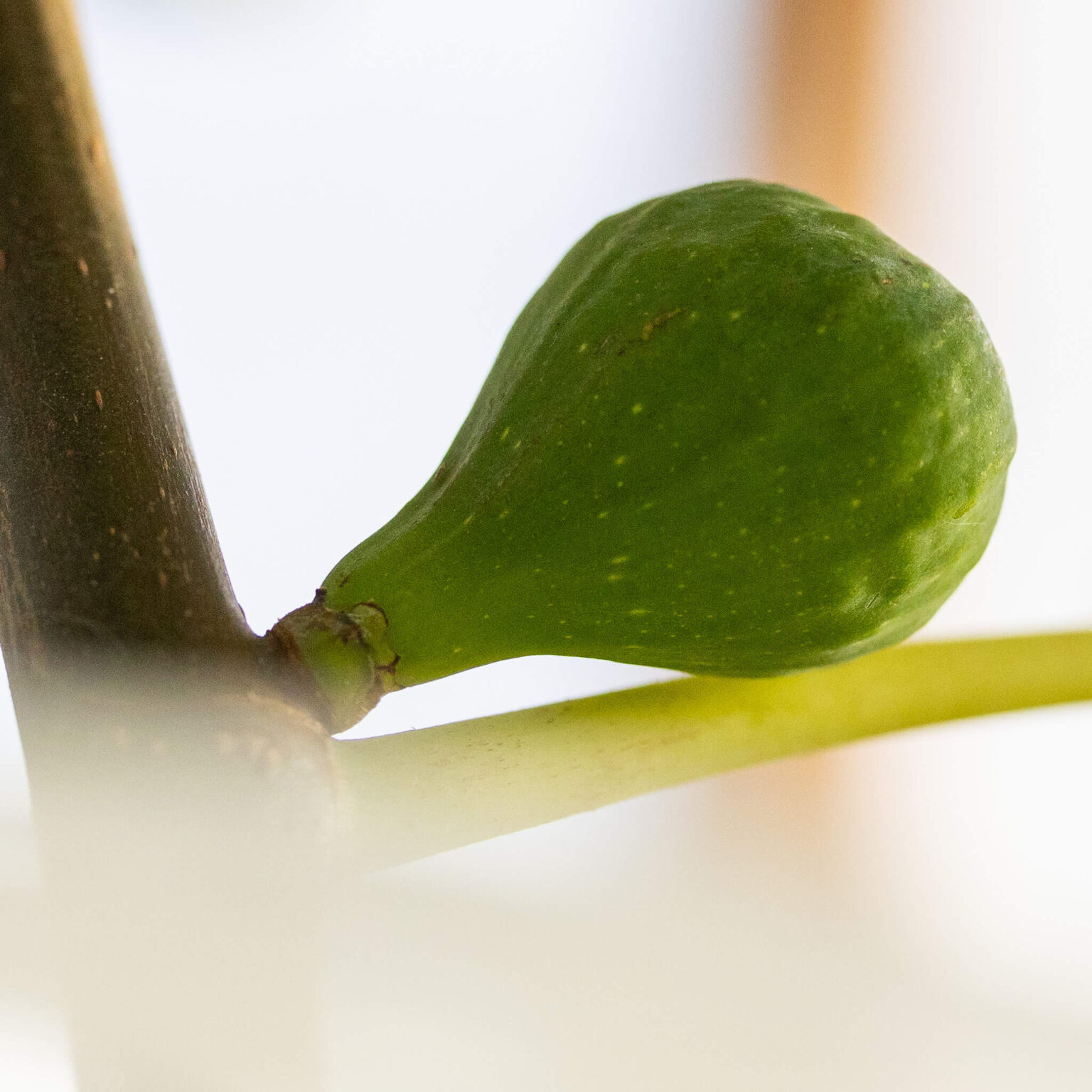 Fig Cuttings – Chesapeake Figs