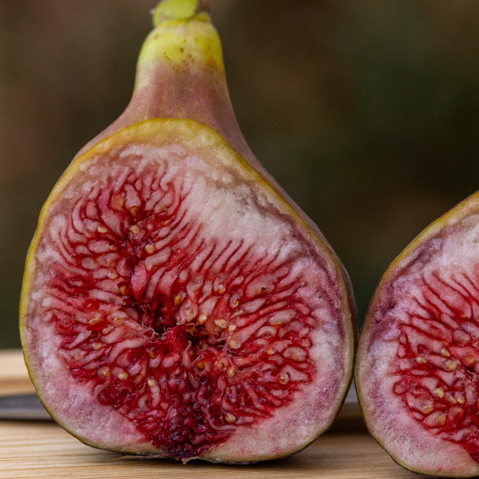 Fig Cuttings – Chesapeake Figs