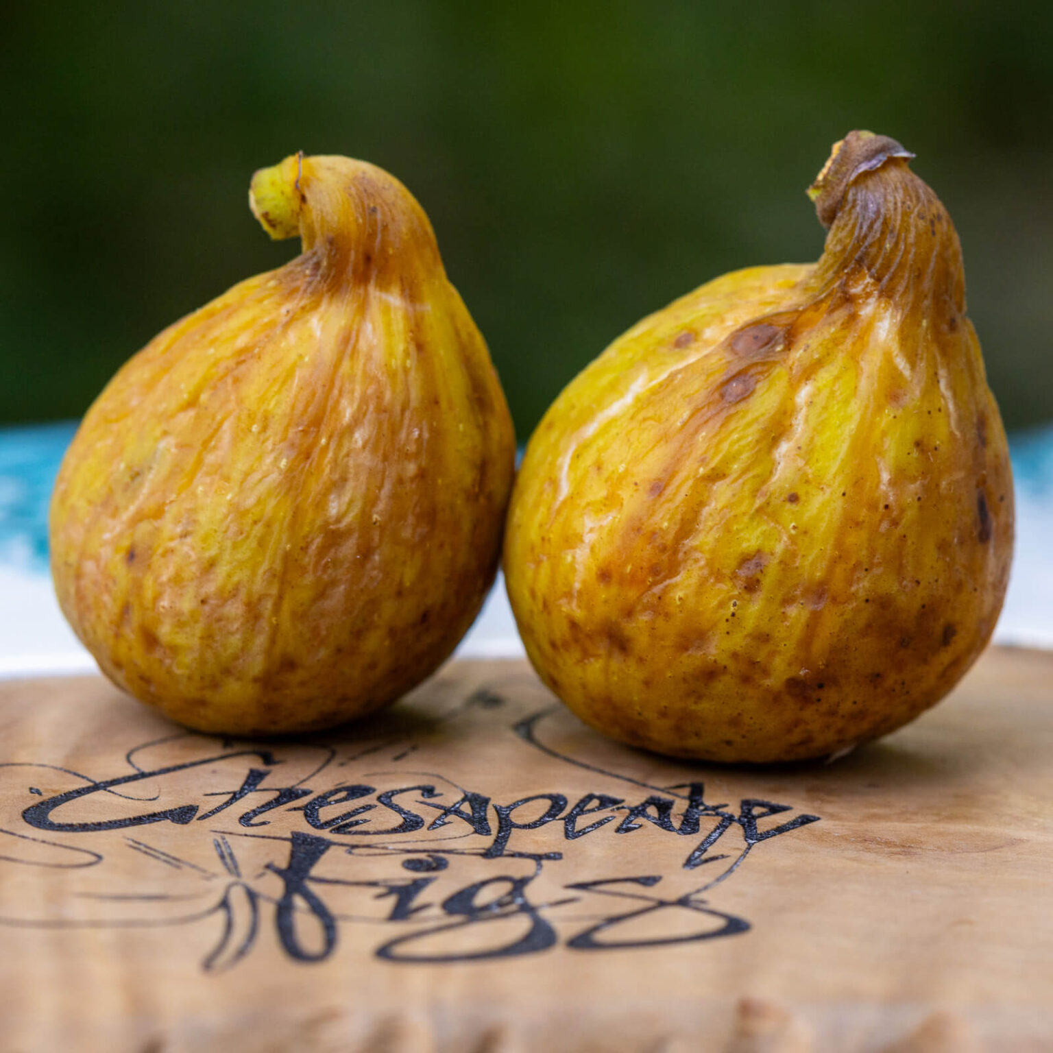 Col de Dame Blanc ( CDD Blanc ) – Chesapeake Figs