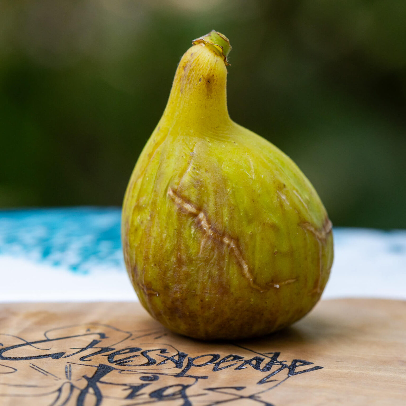 Col de Dame Blanc ( CDD Blanc ) – Chesapeake Figs