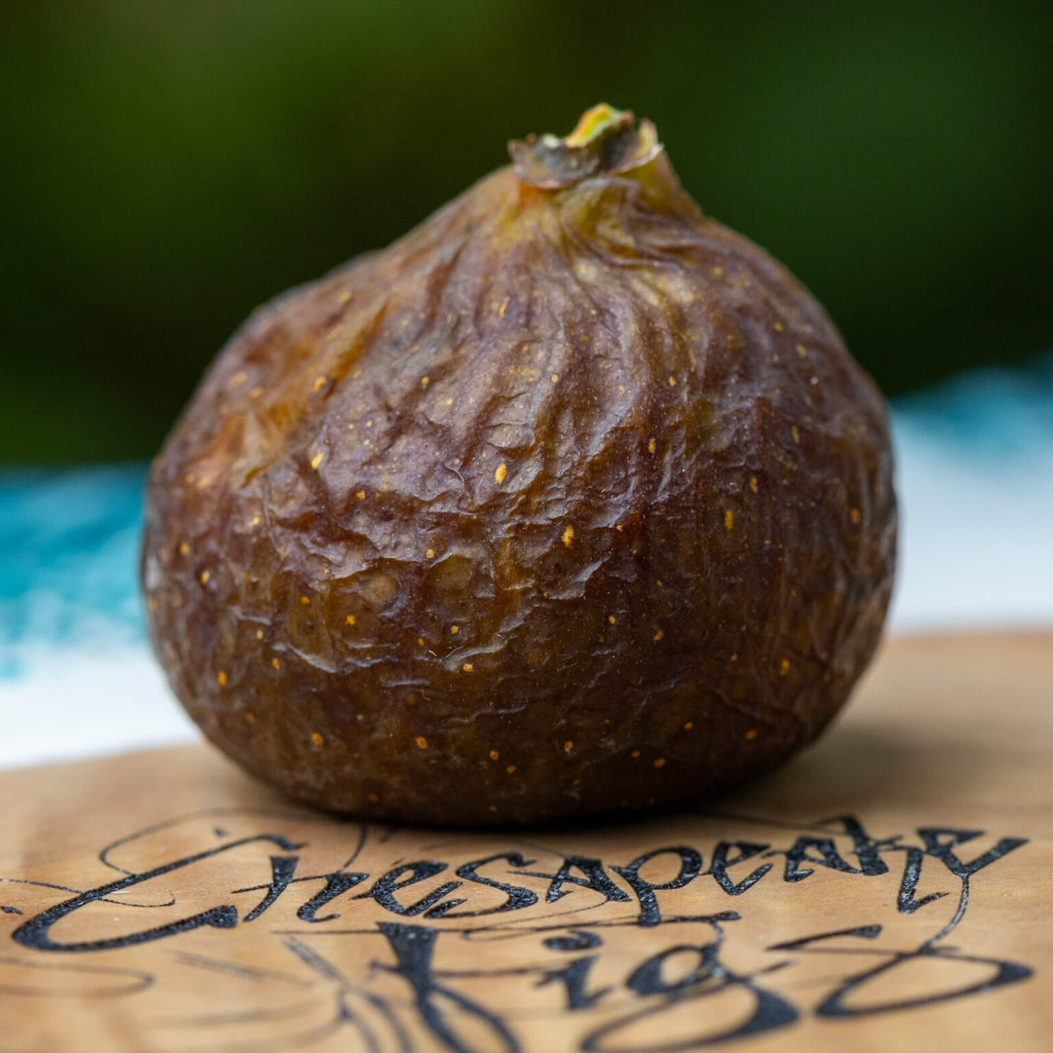 Carol’s Fig UNK – Chesapeake Figs
