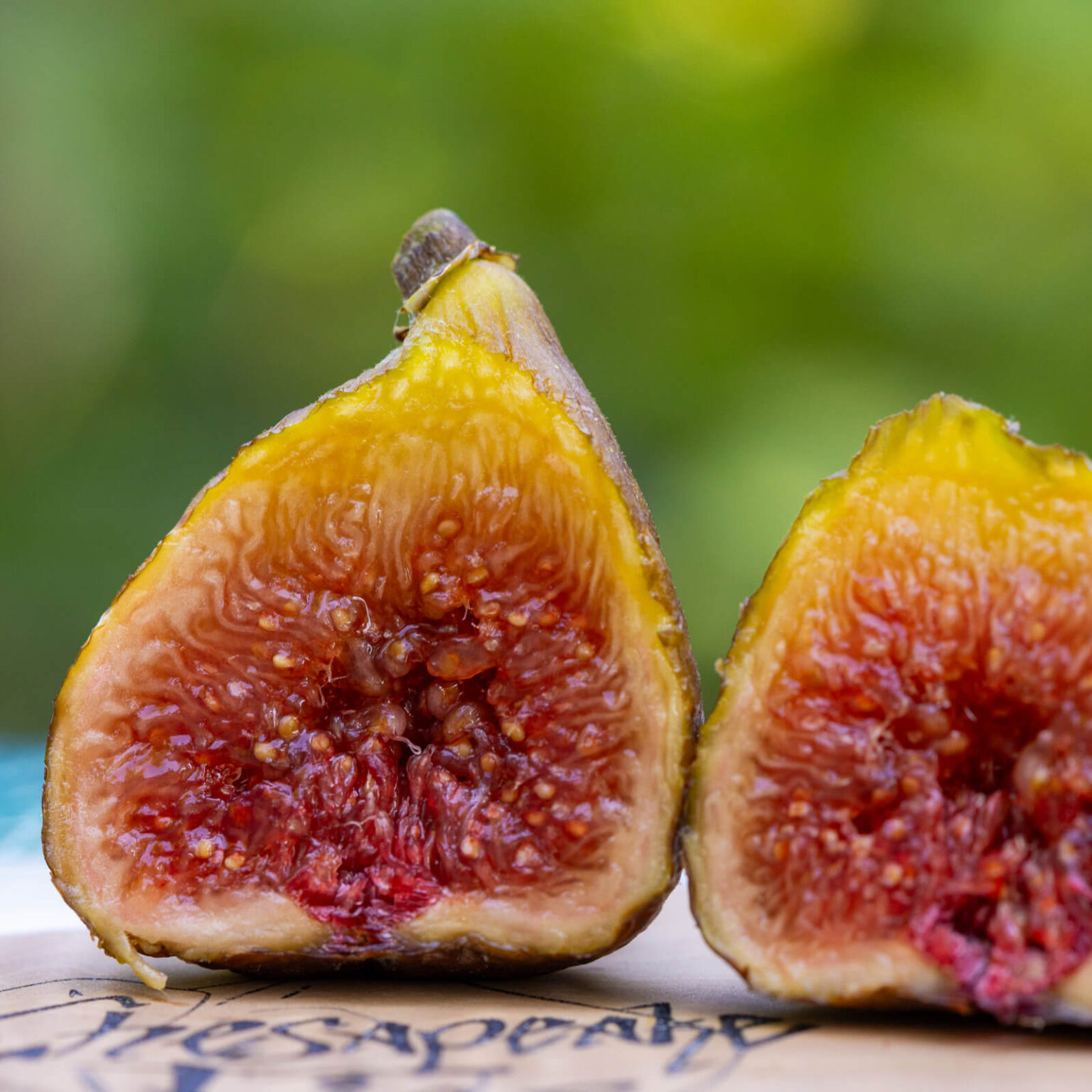 Carol’s Fig UNK – Chesapeake Figs