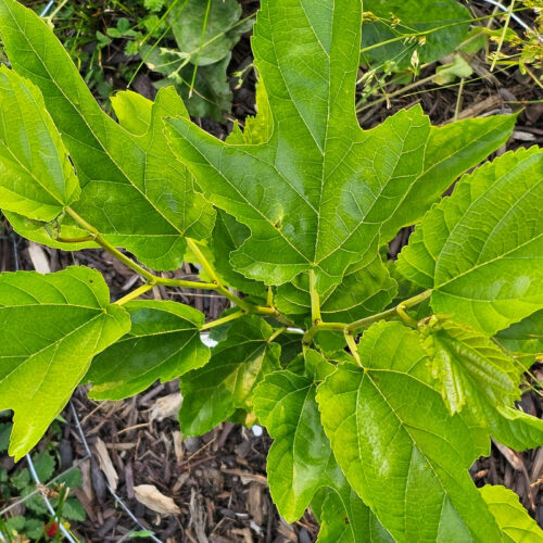 Oscar Mulberry (Tree) – Chesapeake Figs