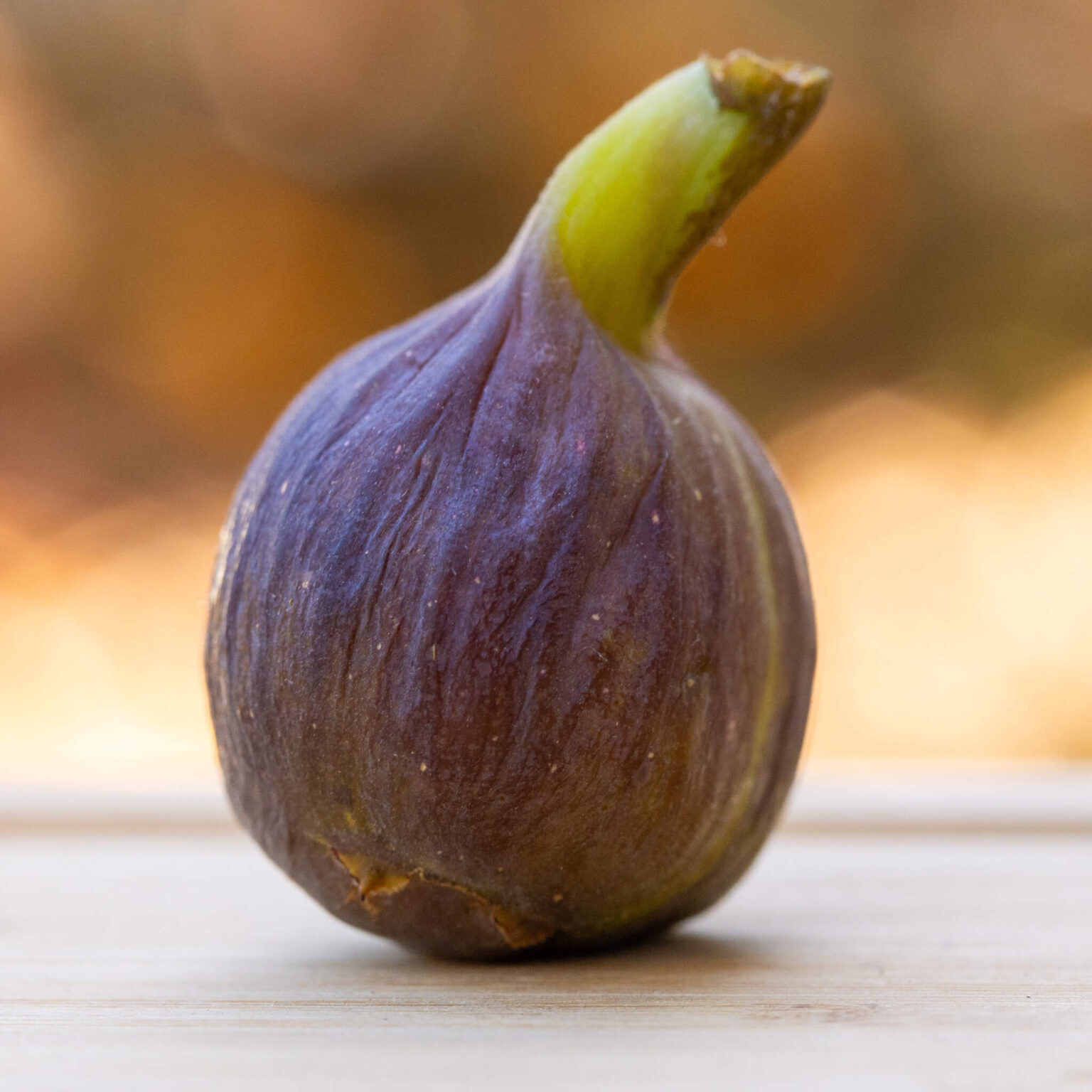 Rossellino – Chesapeake Figs