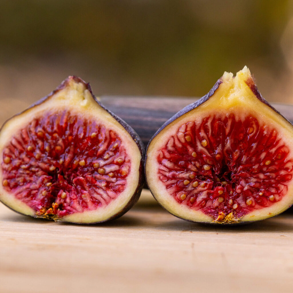 Fig Cuttings – Chesapeake Figs