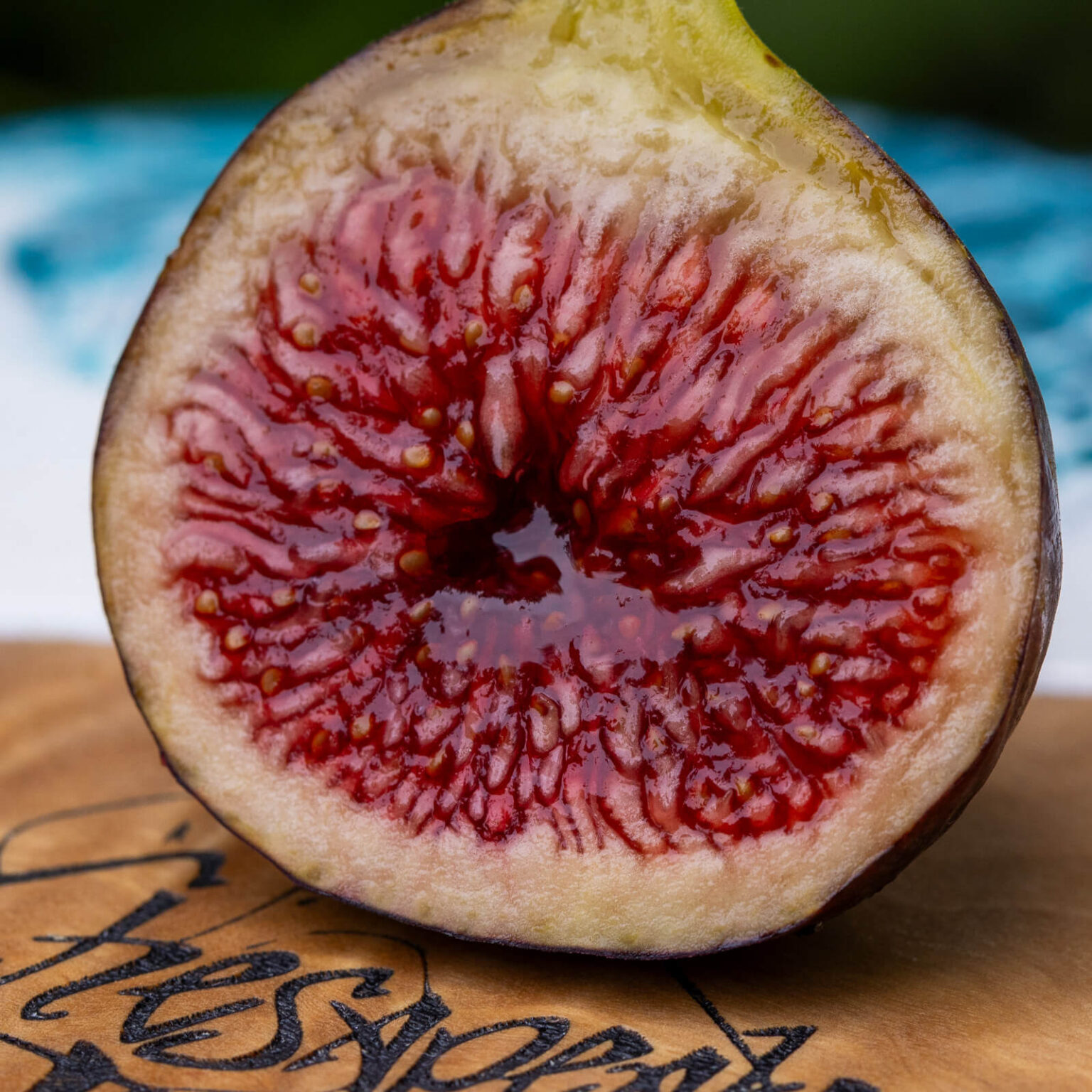 Chesapeake Figs – grow something you can eat