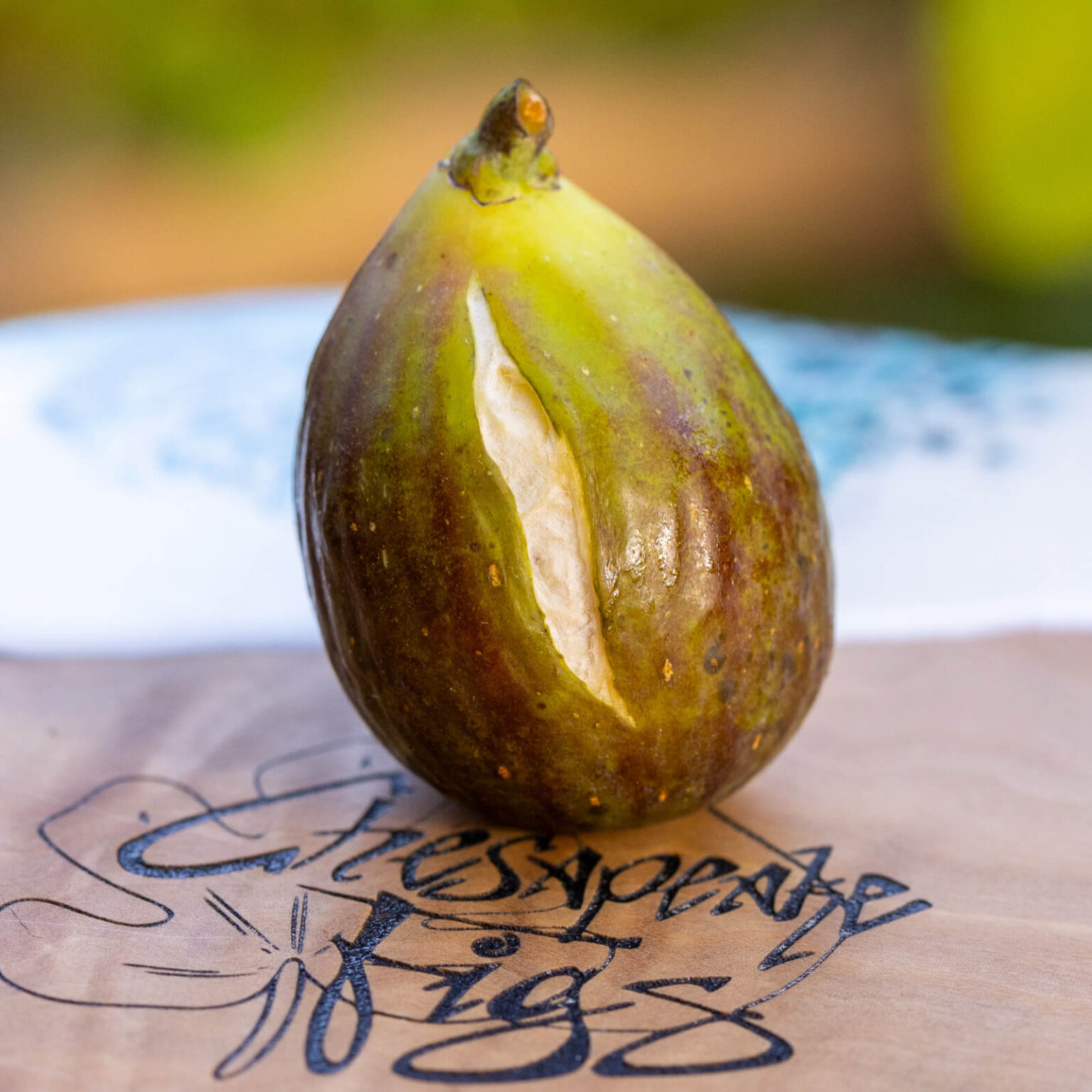 Montanha Verde – Chesapeake Figs