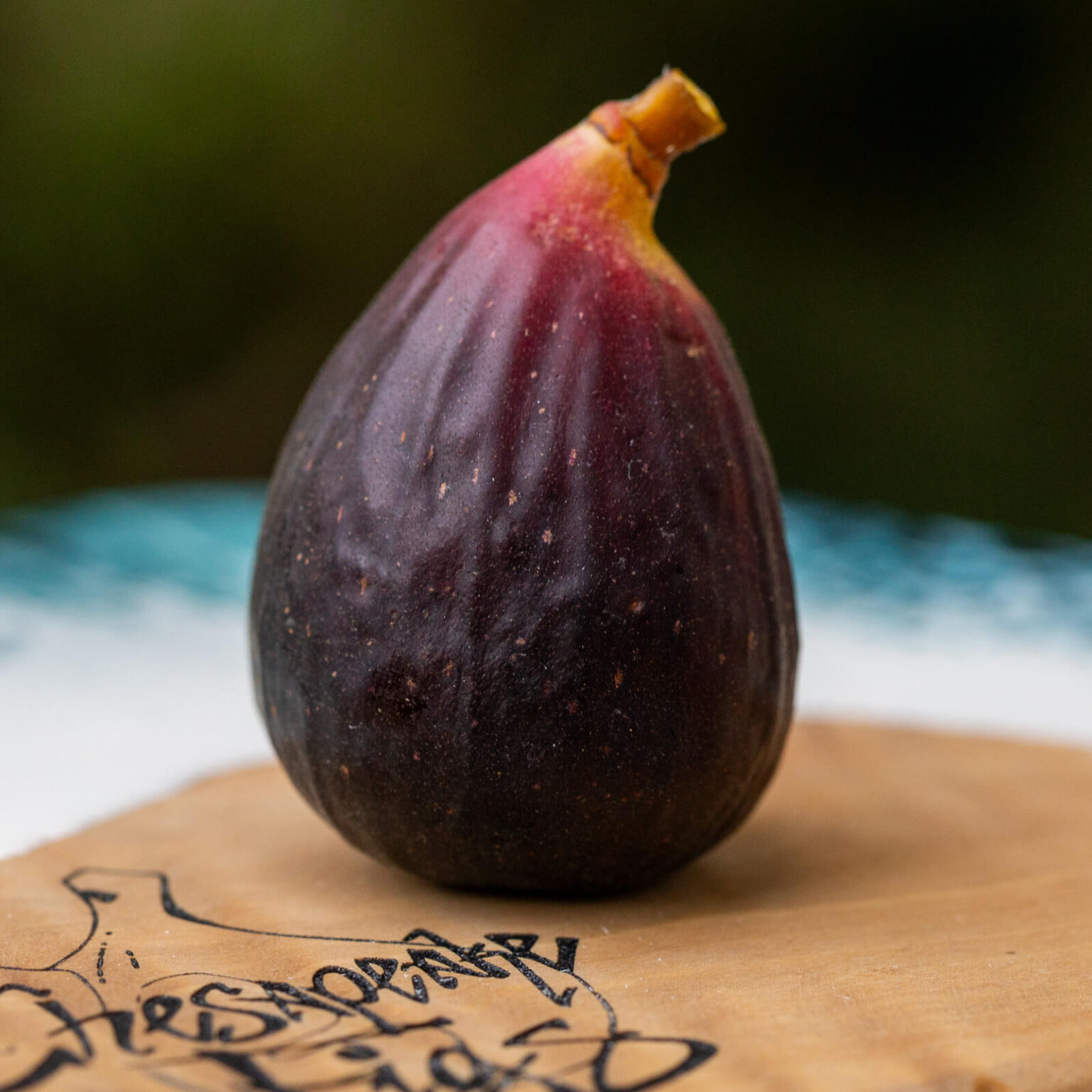 Xinesa – Chesapeake Figs