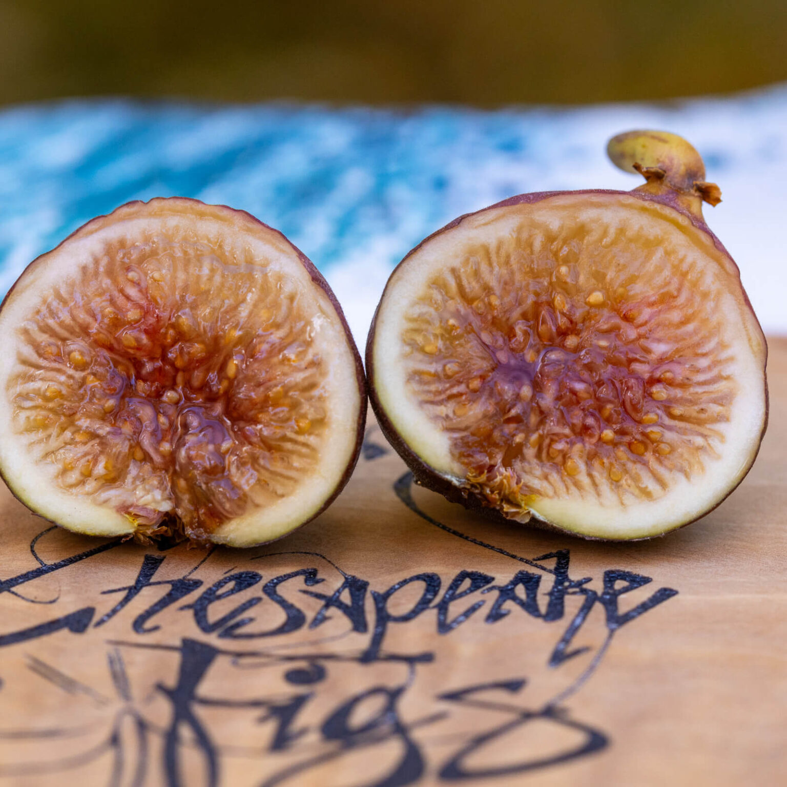 Zardana – Chesapeake Figs