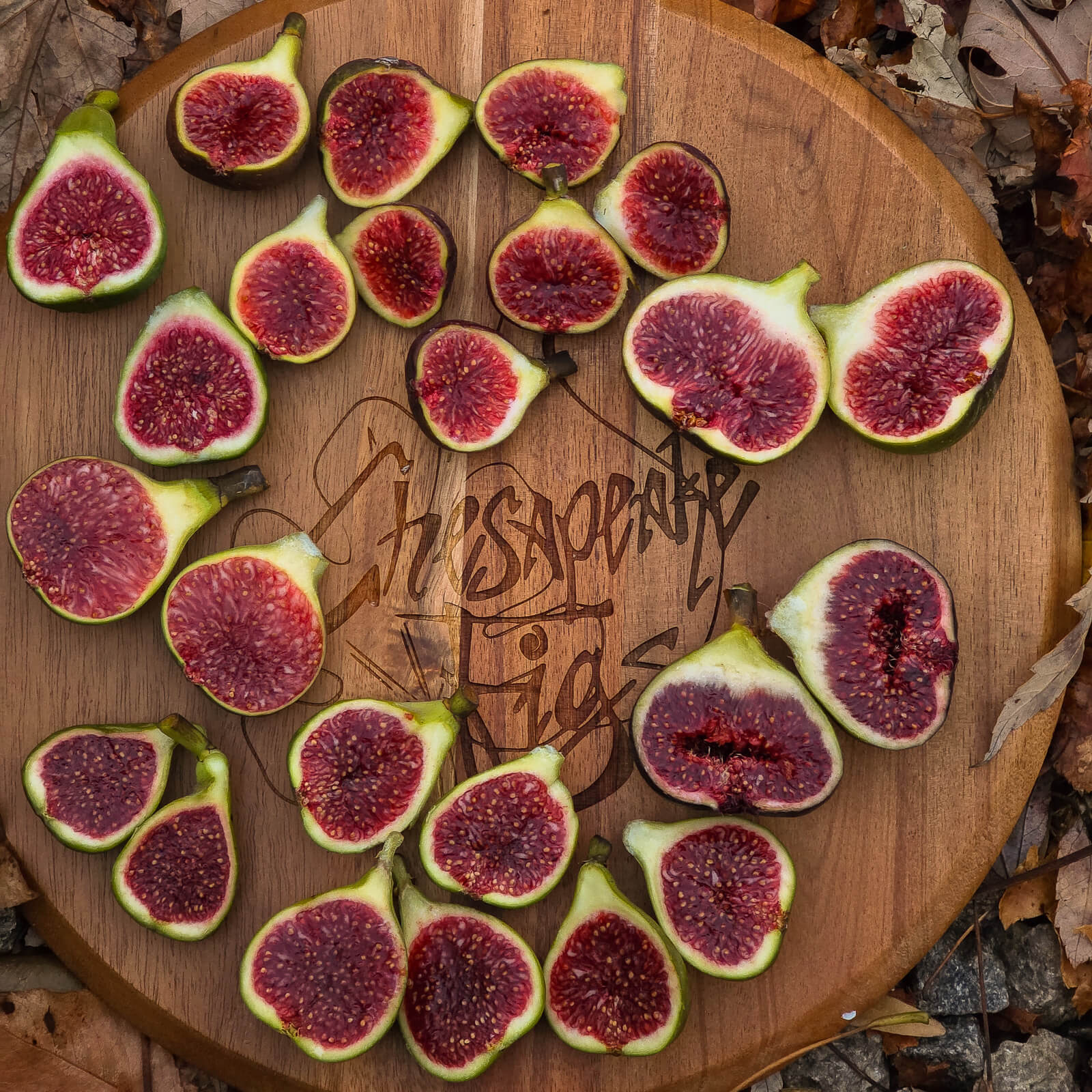 Chesapeake Figs – grow something you can eat