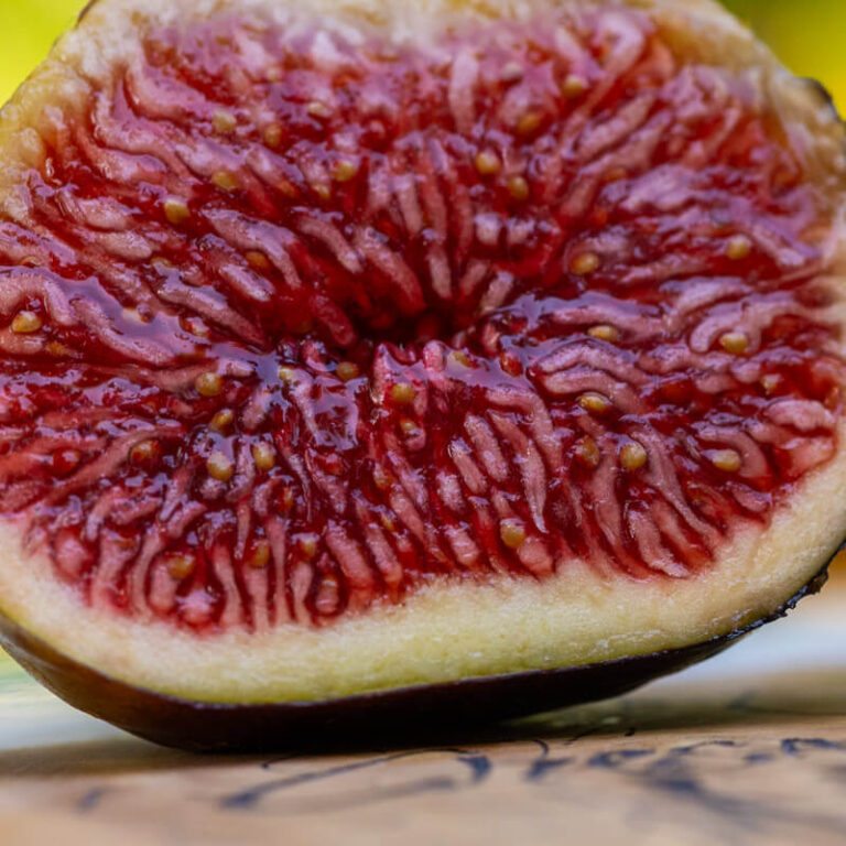Chesapeake Figs – grow something you can eat