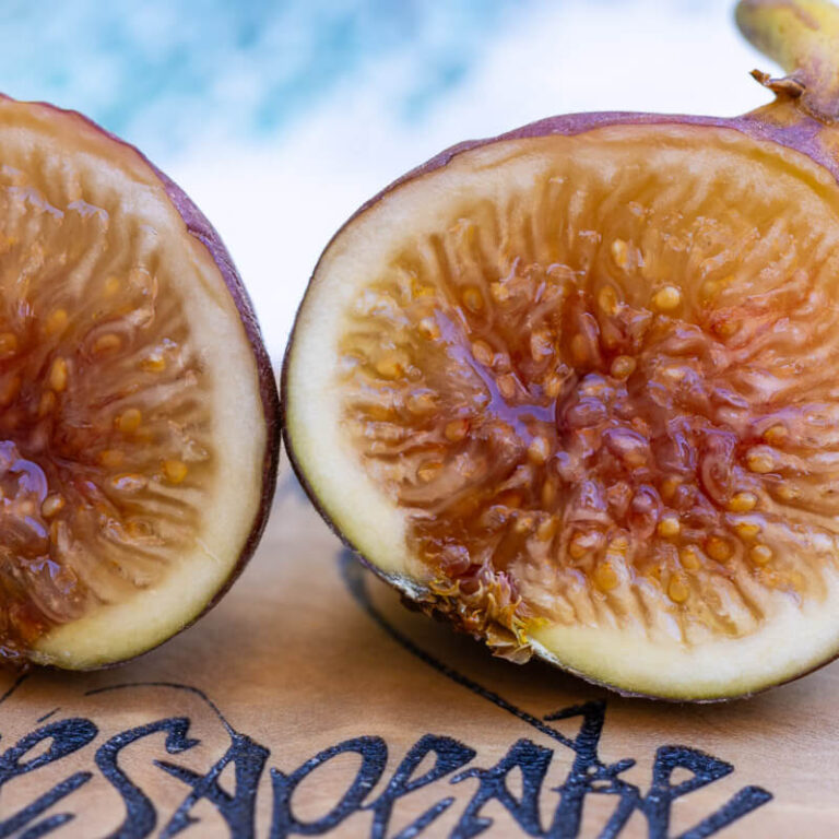Chesapeake Figs – grow something you can eat